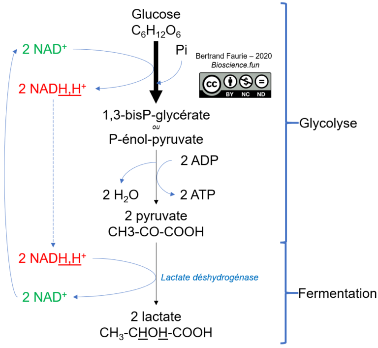TB01 – Chapitre 02 – Les types trophiques – 01 – Chimioorganotrophes ...