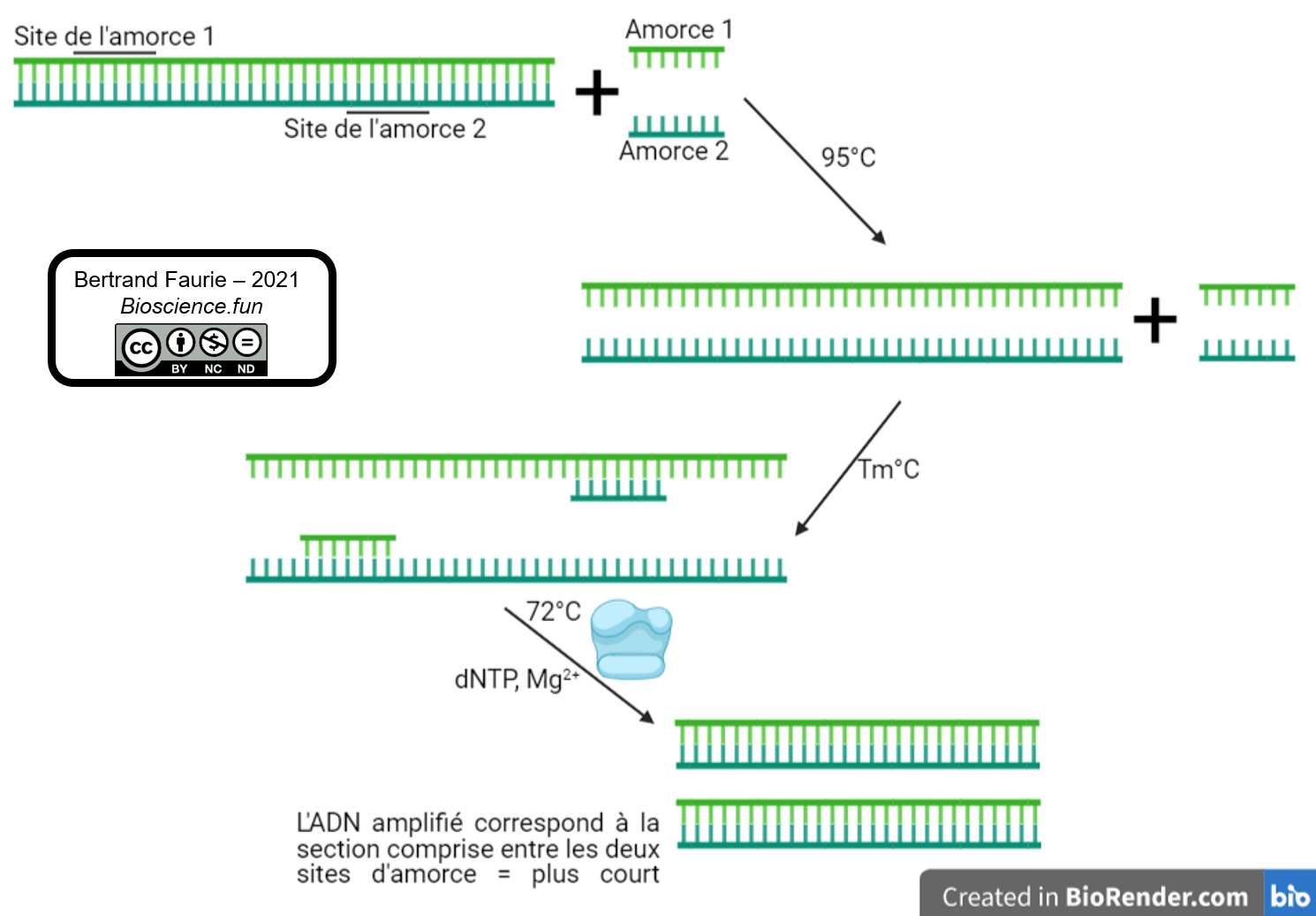 Biomol02 La PCR – Bioscience.fun