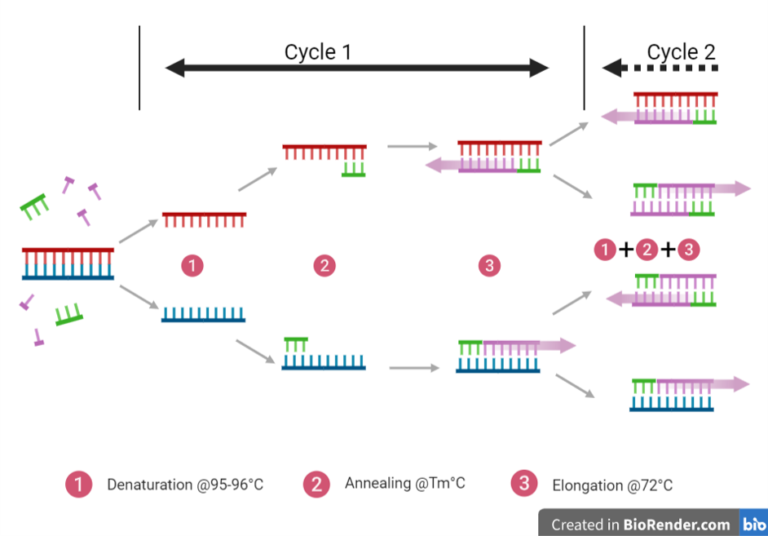 Biomol02 La PCR – Bioscience.fun