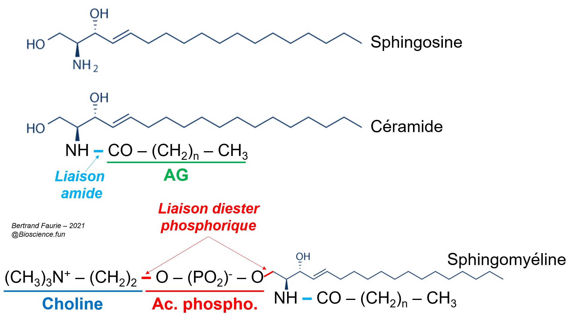 Lipides01 Nature et diversité – Bioscience.fun